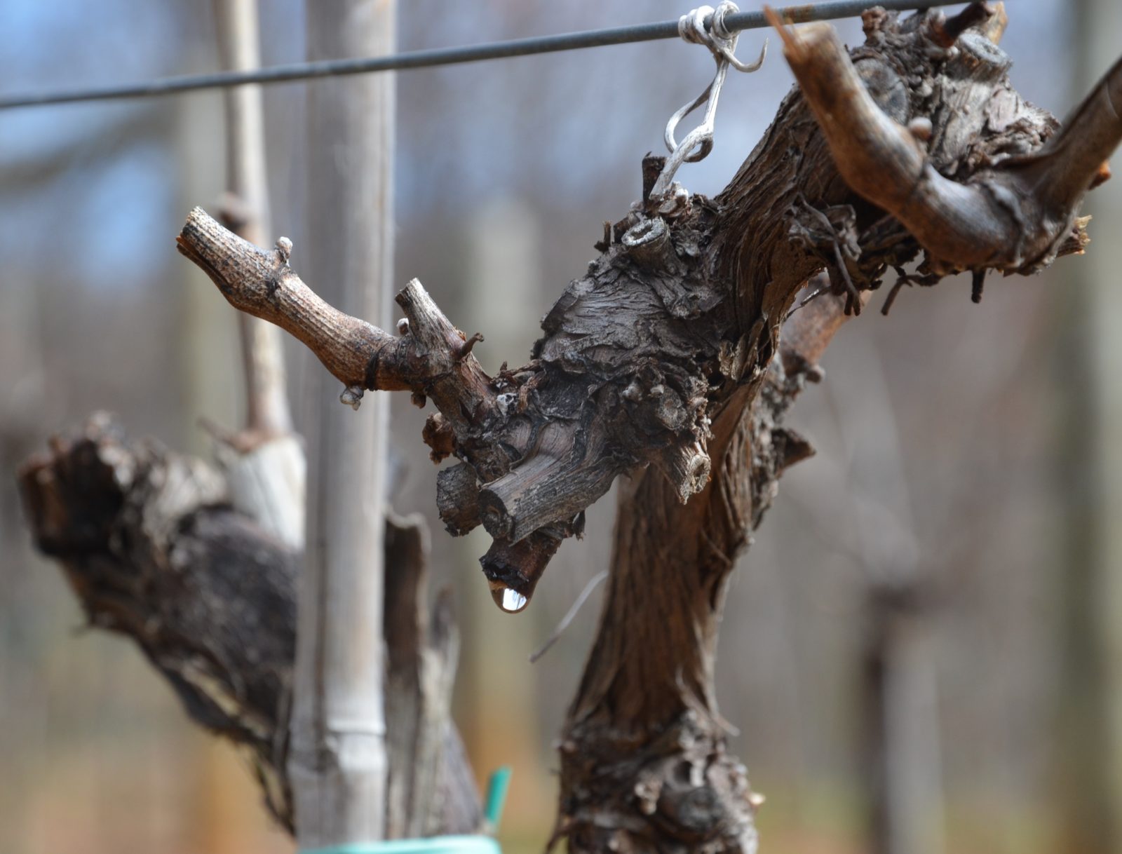Winter Winery Updates & Reflection by Veritas Owner, Andrew