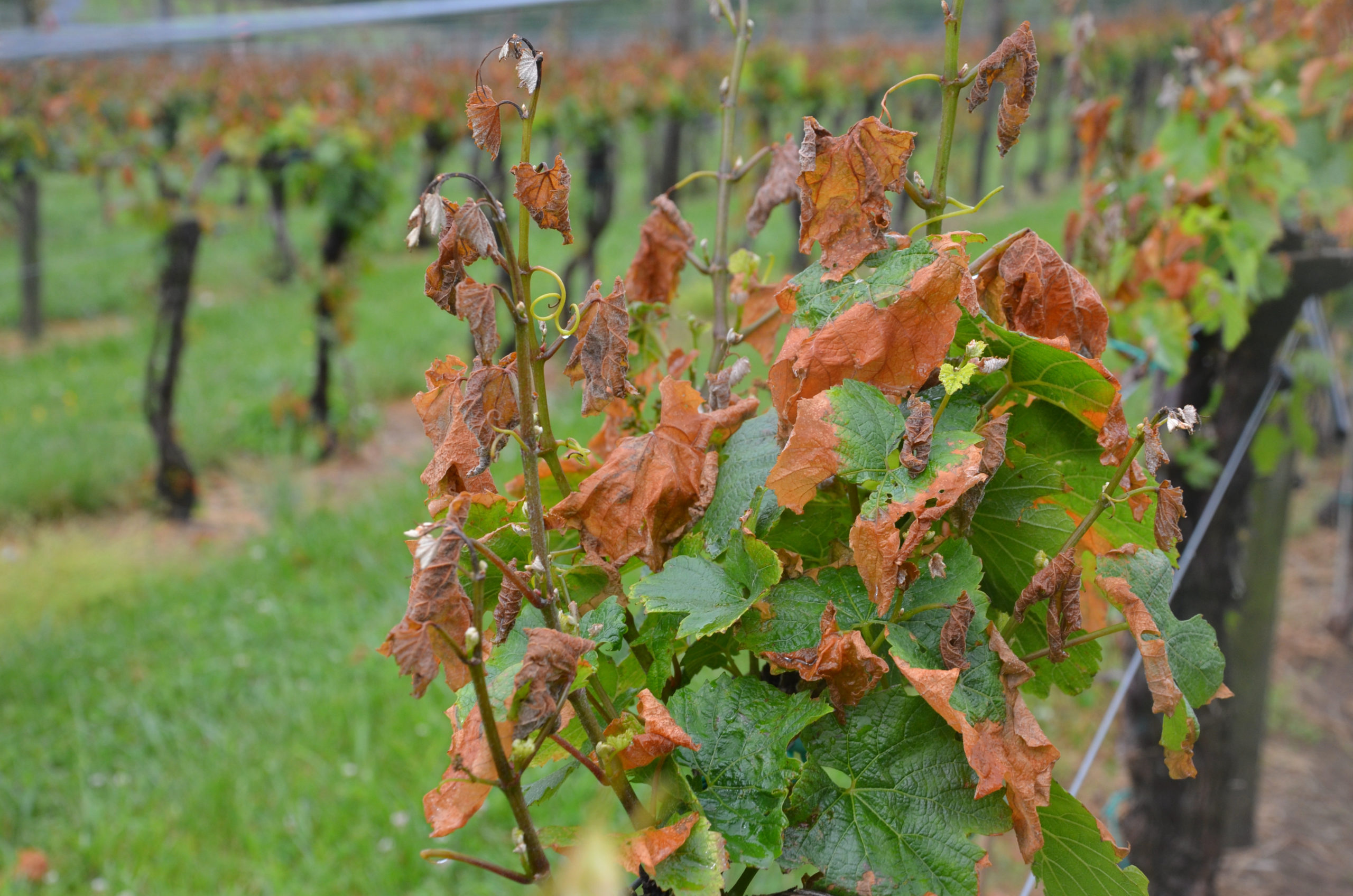 Autumn 2020 Retrospective | Veritas Vineyard and Winery