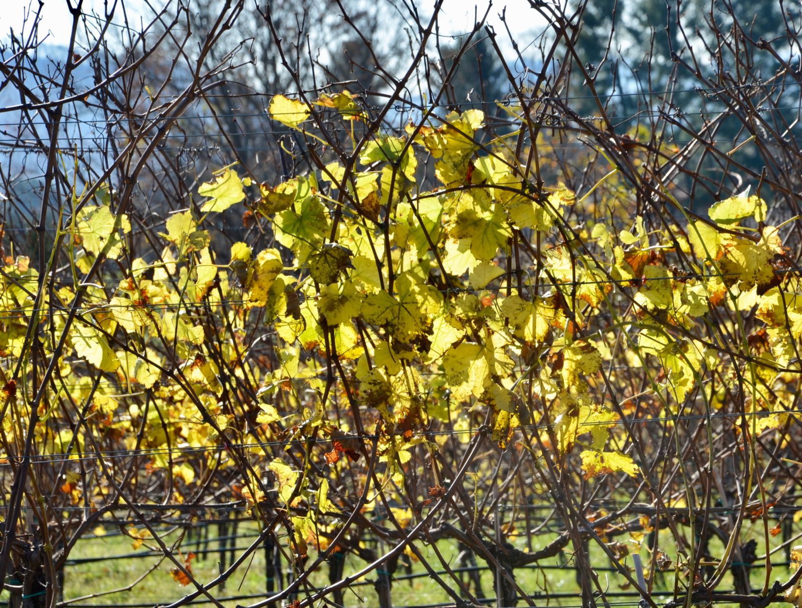 Autumn Retrospective | Veritas Vineyard and Winery