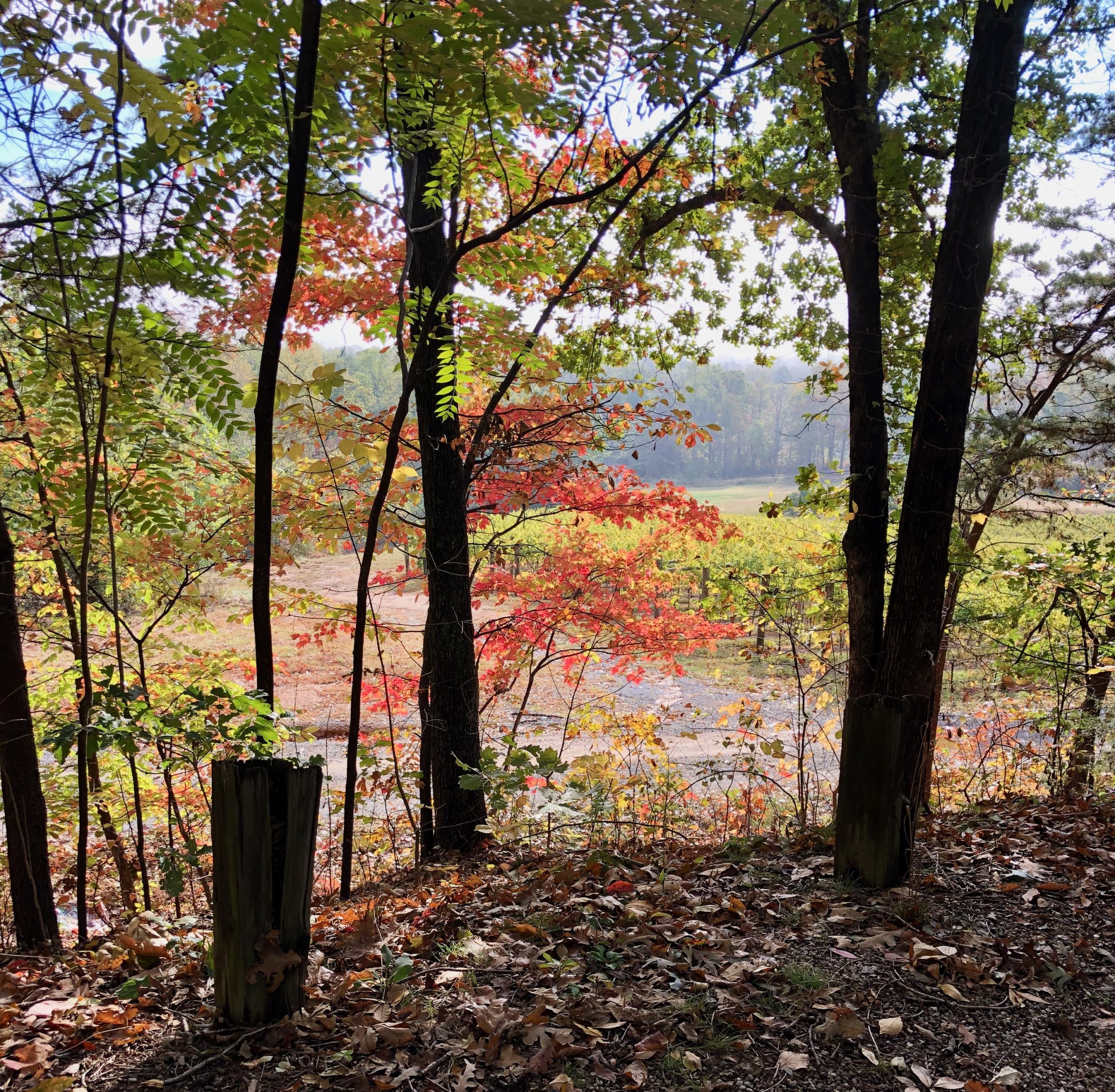 Autumn Retrospective - Veritas Vineyard and Winery