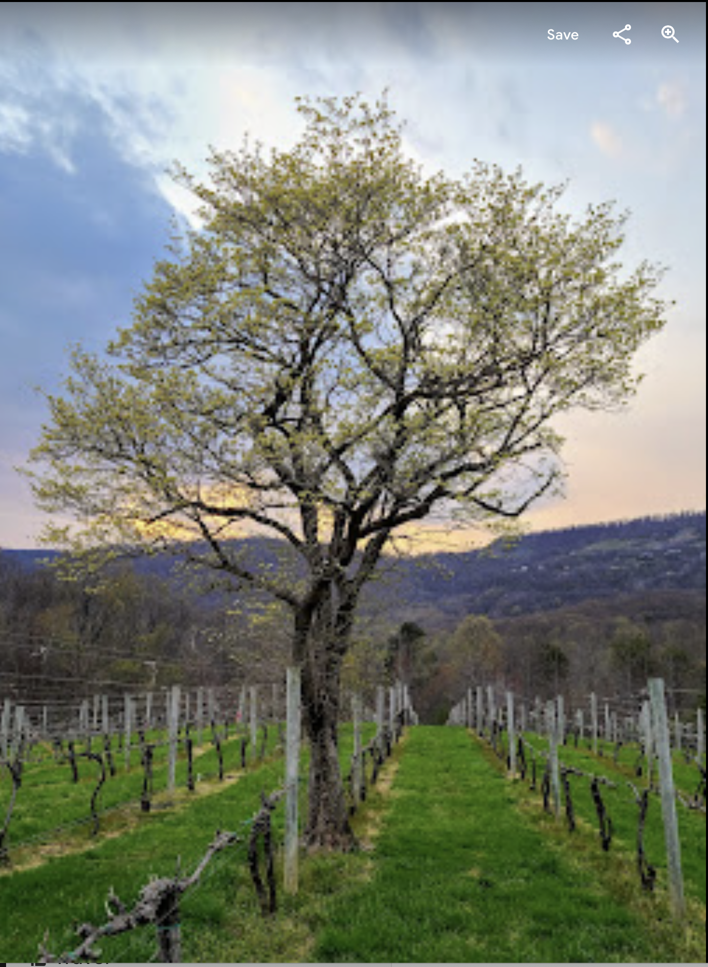 Autumn Retrospective - Veritas Vineyard and Winery