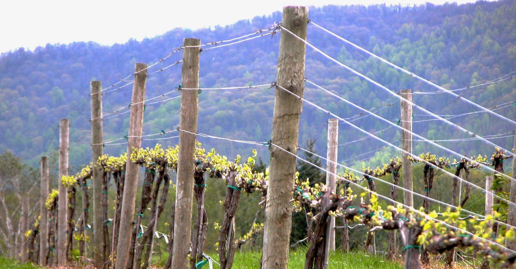 All You Need to Know About Planting Grape Vines