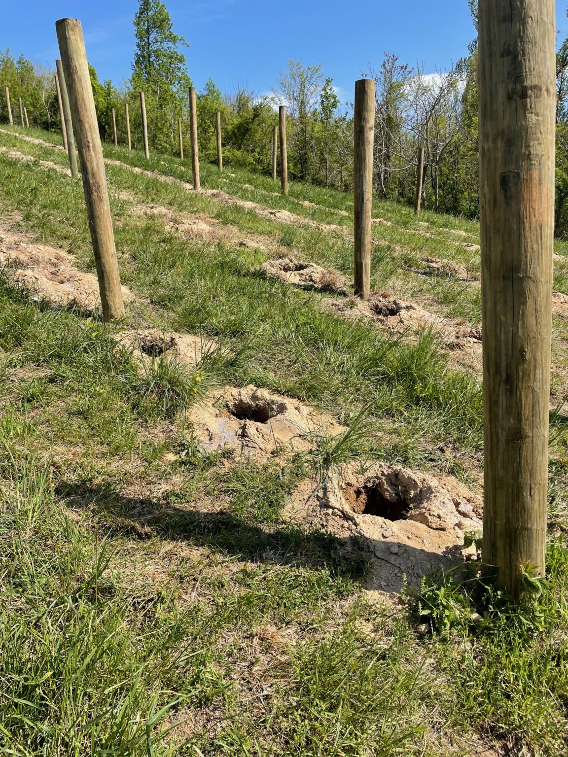 All You Need to Know About Planting Grape Vines