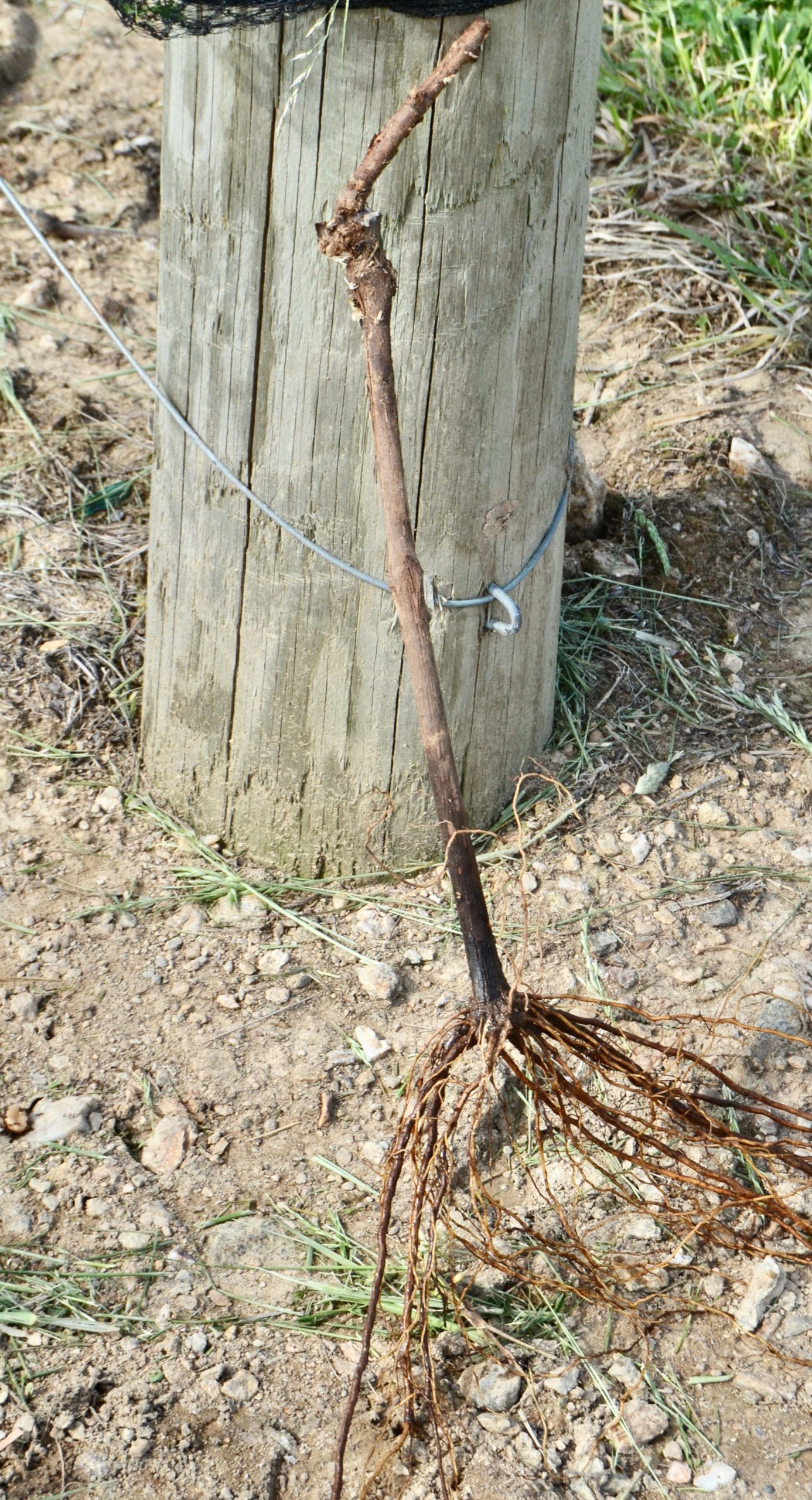 All You Need to Know About Planting Grape Vines