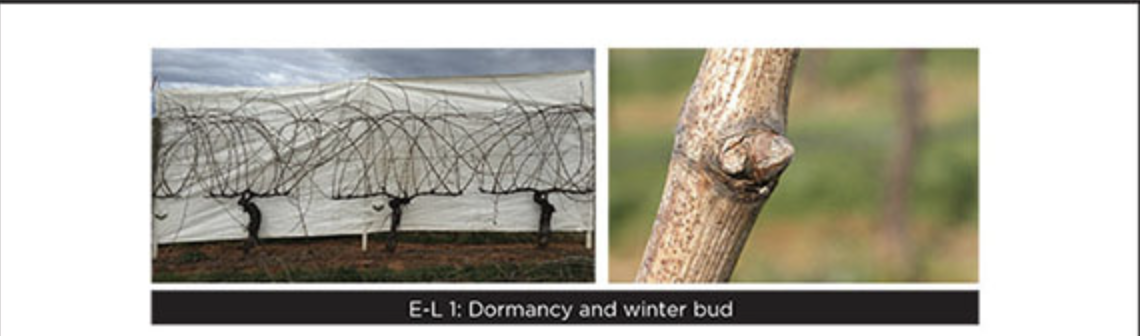 The Winter that Never Was - Veritas Vineyard and Winery