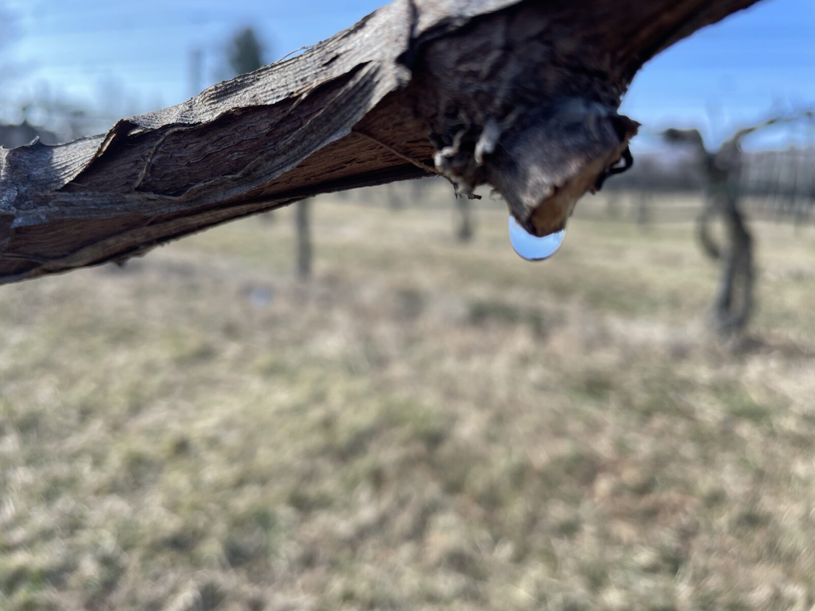 The Winter that Never Was - Veritas Vineyard and Winery