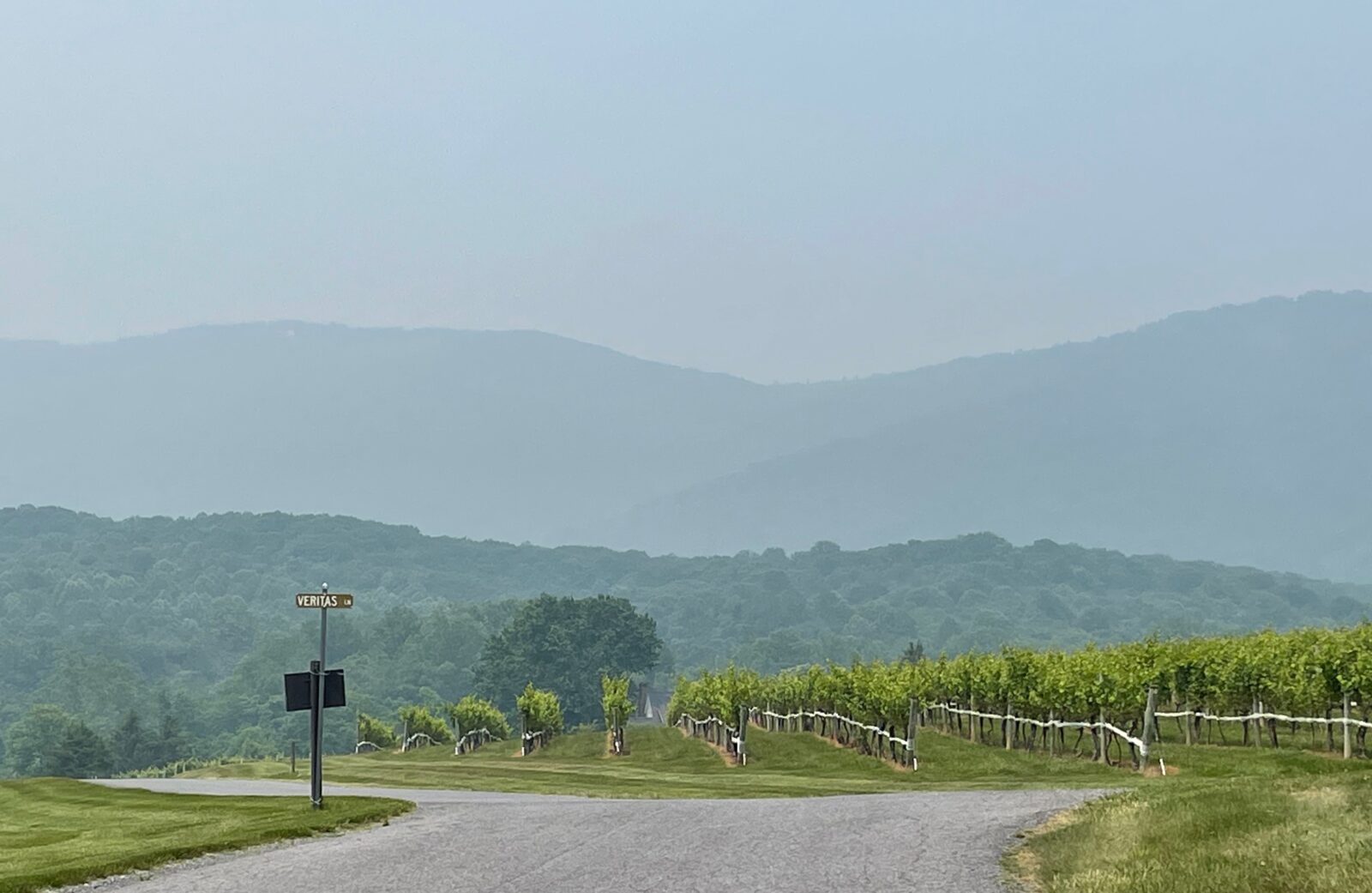 Spring is Sprung at the Winery - Veritas Vineyard and Winery