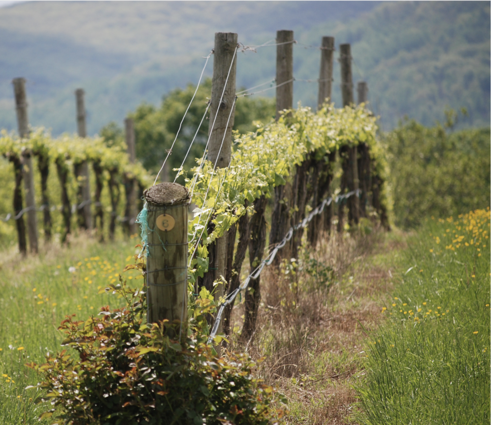 Spring is Sprung at the Winery - Veritas Vineyard and Winery
